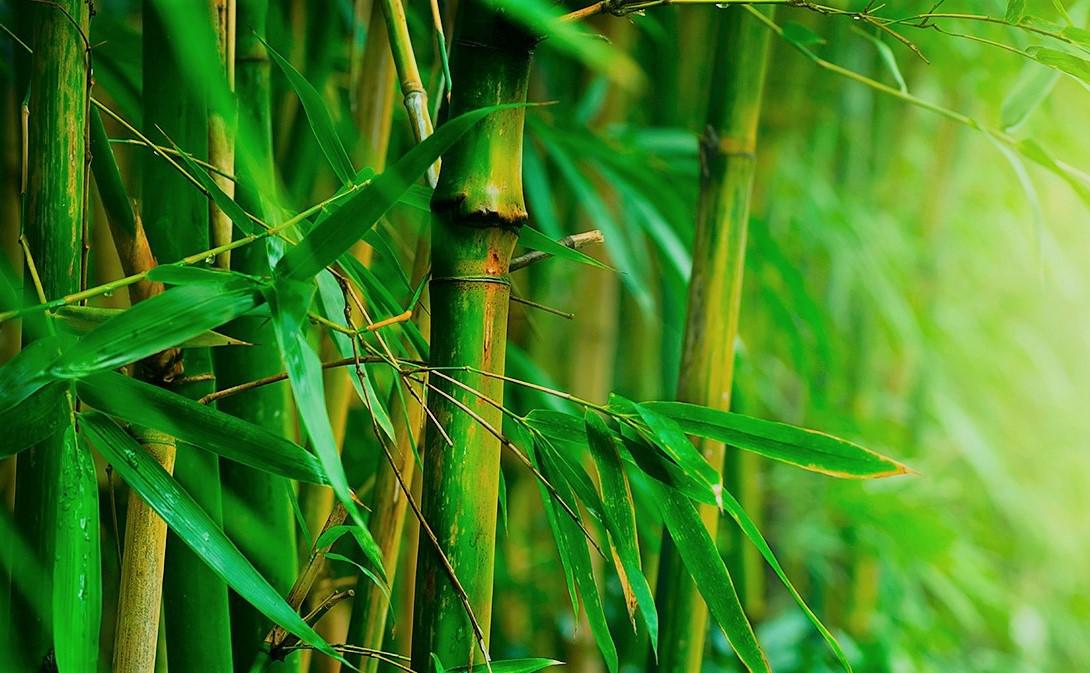 Intro Into the Amazing Features of Bamboo - Intro Into Blog Intro Into the Amazing Features of Bamboo - Intro Into Blog