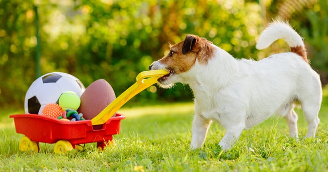 Intro Into the Essential Dog Supplies