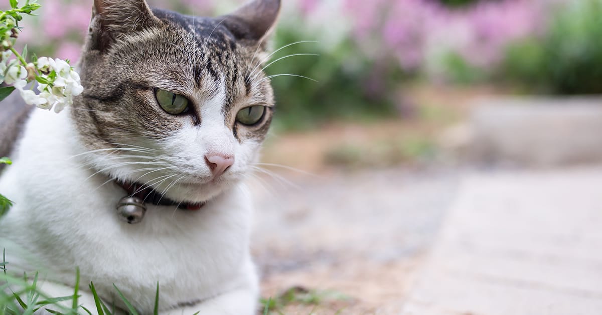 Intro into the Different Types of Cat Collars - Intro Into Blog